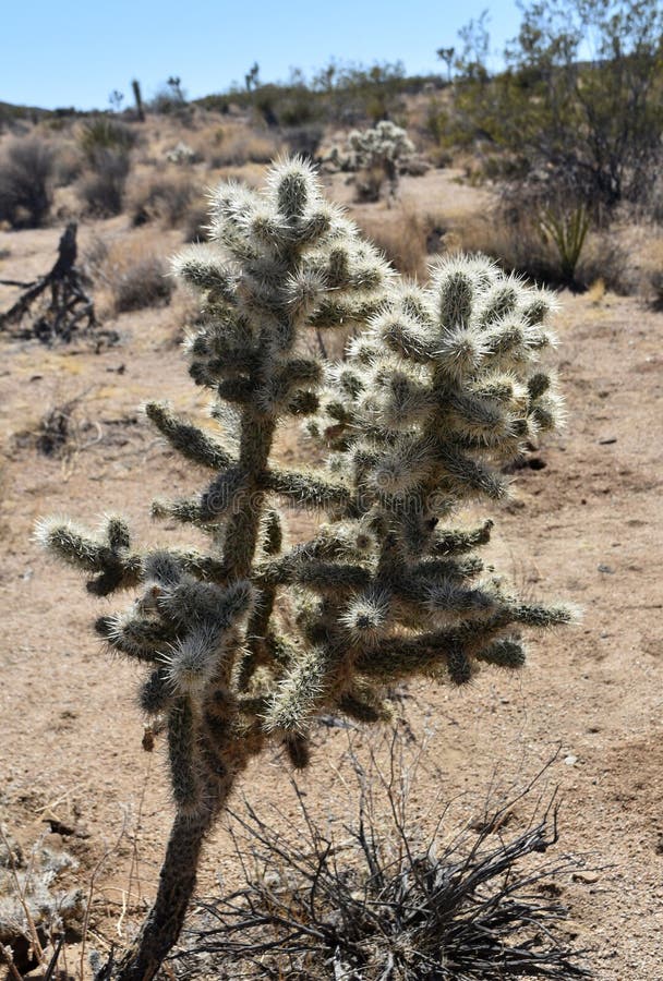 Prickly Cholla Cactus with Sharp Spines on it Stock Image - Image of ...