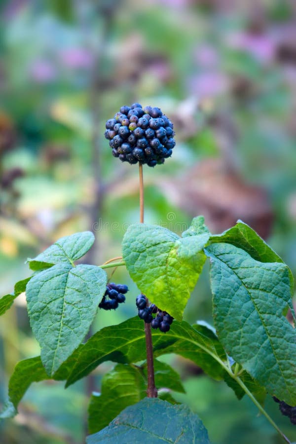 Wild Pepper Leaf stock photo. Image of fresh, lolot, vegetable - 98551740