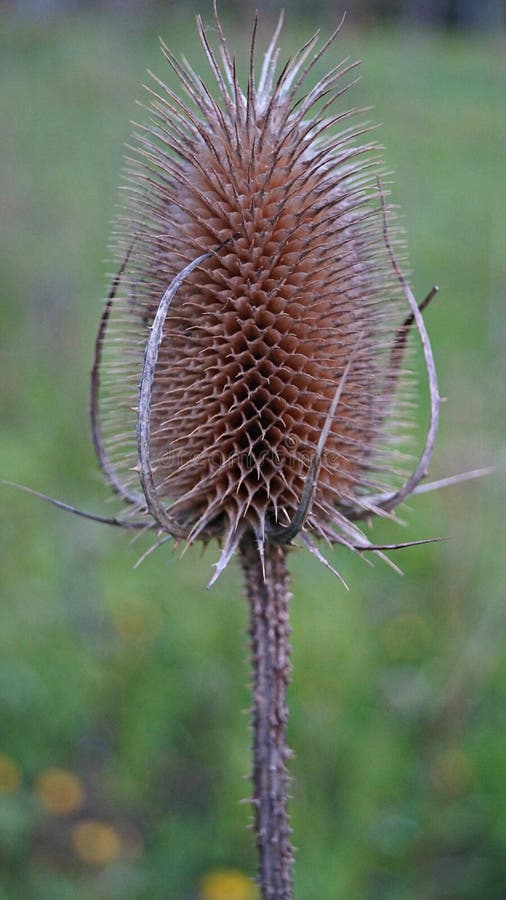 Prickly flower. stock image. Image of flower, original - 184401615