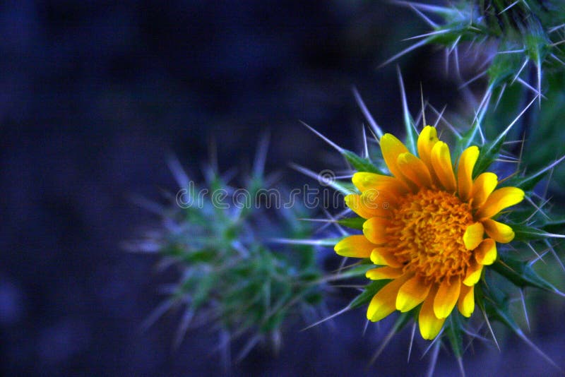 Prickly flower stock photo. Image of prickly, contrast - 6227444