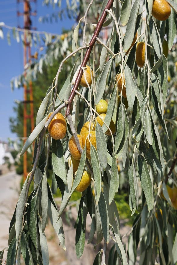 Prickly Fruit Trees, Oleaster Trees and Their Fruits Stock Photo ...