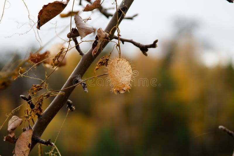 Prickly Fruit on Maple Tree Stock Image - Image of leaves, maple: 164483731