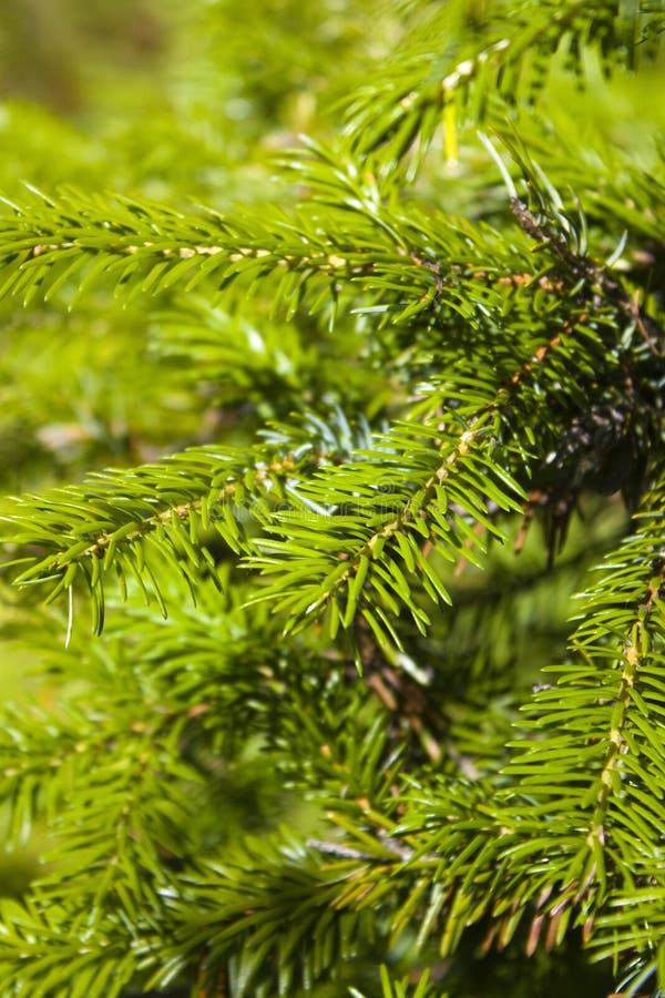 Prickly fur-tree stock photo. Image of plant, bright - 12033018