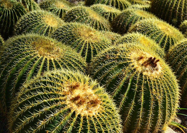 Prickly Golden Balls stock image. Image of outdoor, arid - 38260647