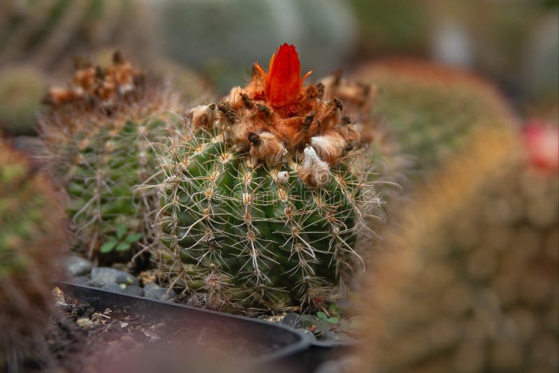 Prickly Green Cactus with Red Flower Buds Stock Photo - Image of buds ...