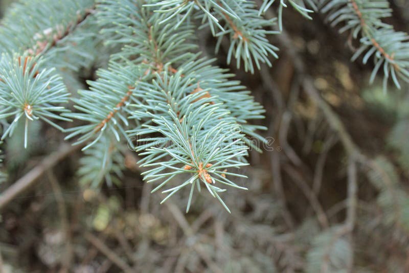 Prickly Green Fur-tree Branch in the Forest Stock Photo - Image of ...