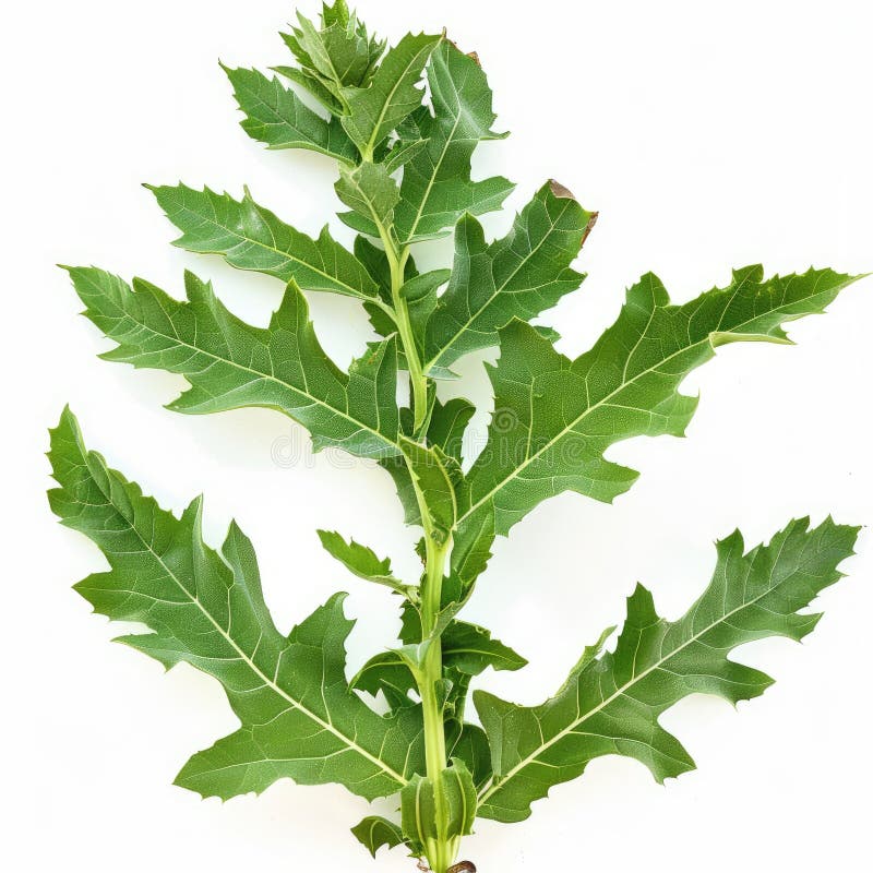 Prickly Green Leaf Branch. Isolated Plant for Design Elements ...