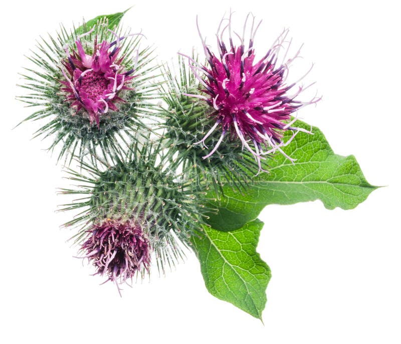Prickly Heads of Burdock Flowers Isolated on White Background Stock ...