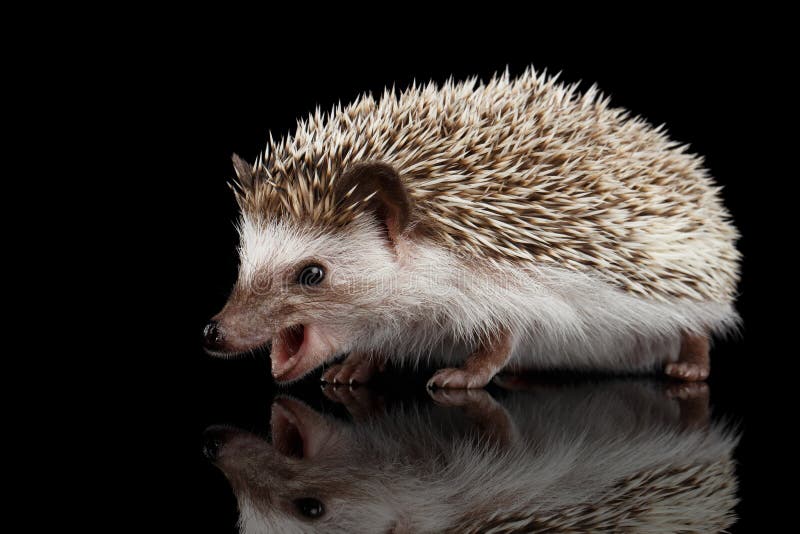 Hedgehog Screaming Stock Photos - Free & Royalty-Free Stock Photos from ...