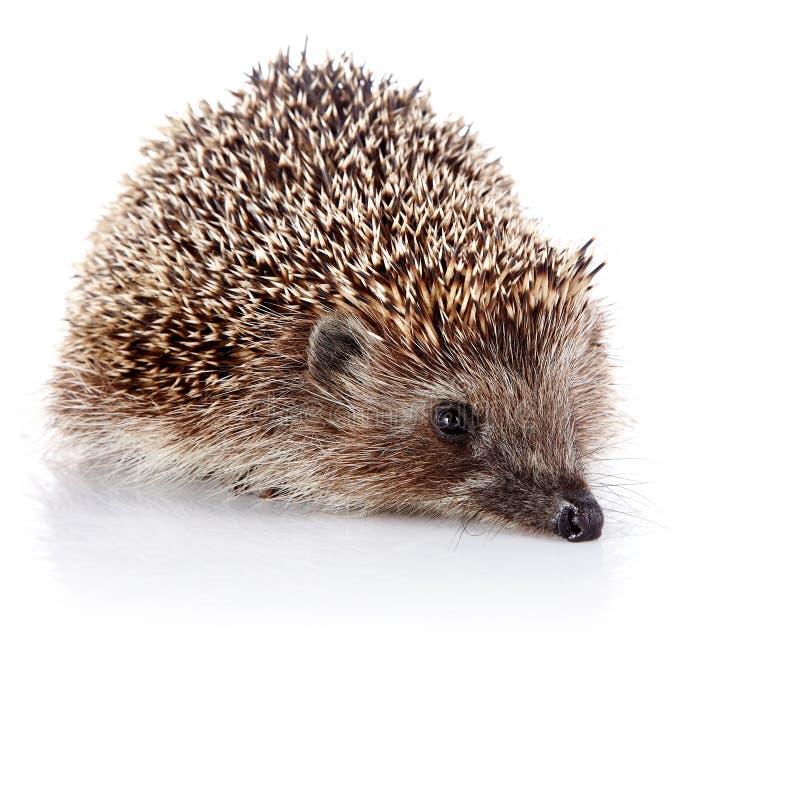 Prickly Hedgehog on a White Background Stock Photo - Image of spiked ...