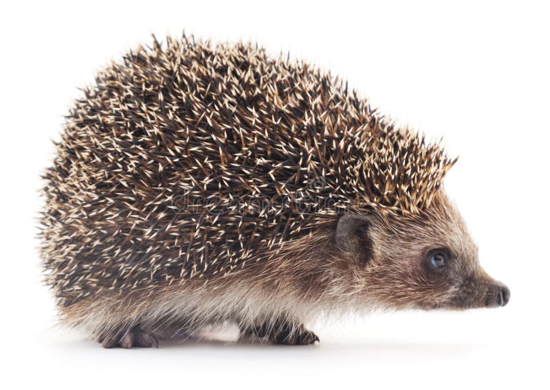 Prickly hedgehog. stock image. Image of hibernation, background - 61156777