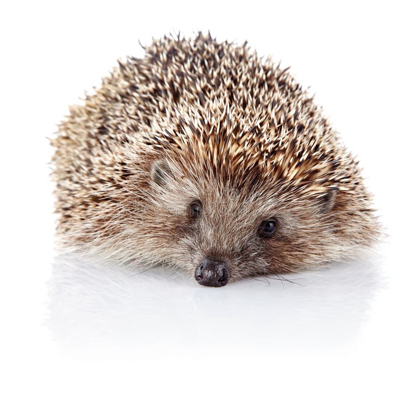 Prickly Hedgehog on a White Background Stock Photo - Image of spiked ...