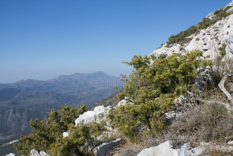 Prickly Juniper (Juniperus Oxycedrus) Stock Photo - Image of dishes ...