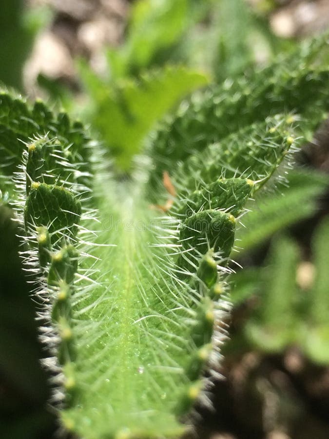 Prickly leaf plant stock image. Image of closeup, prickly - 34973155