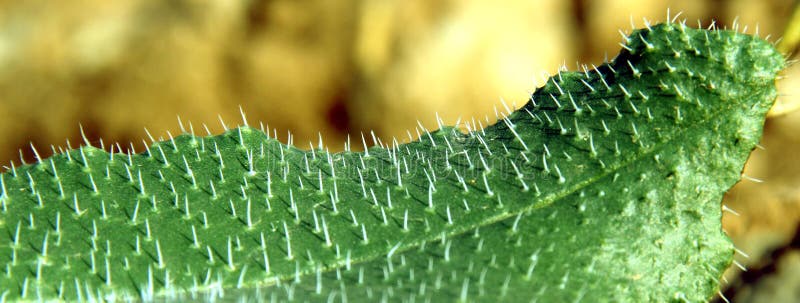 Prickly leaf plant stock image. Image of closeup, prickly - 34973155