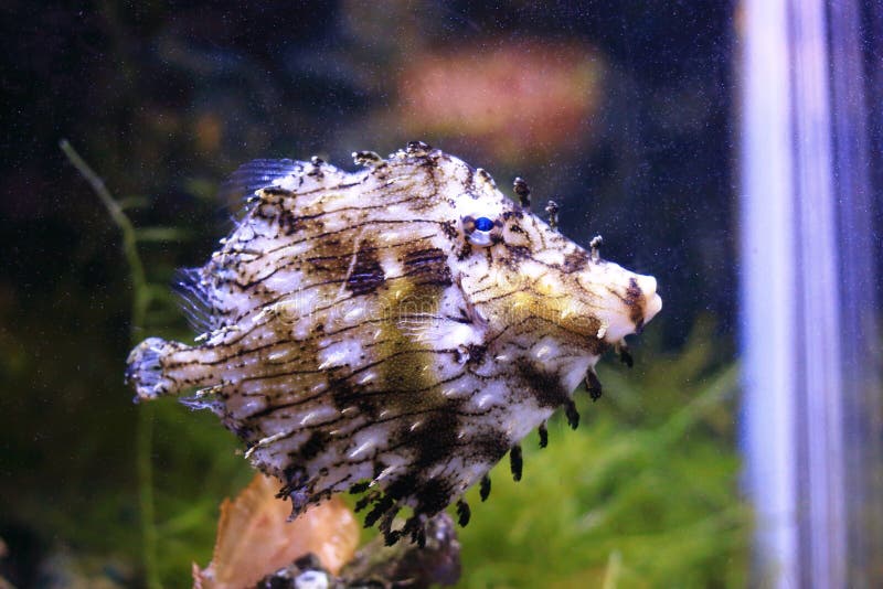 Prickly leatherjacket stock image. Image of leather, monacanthidae ...