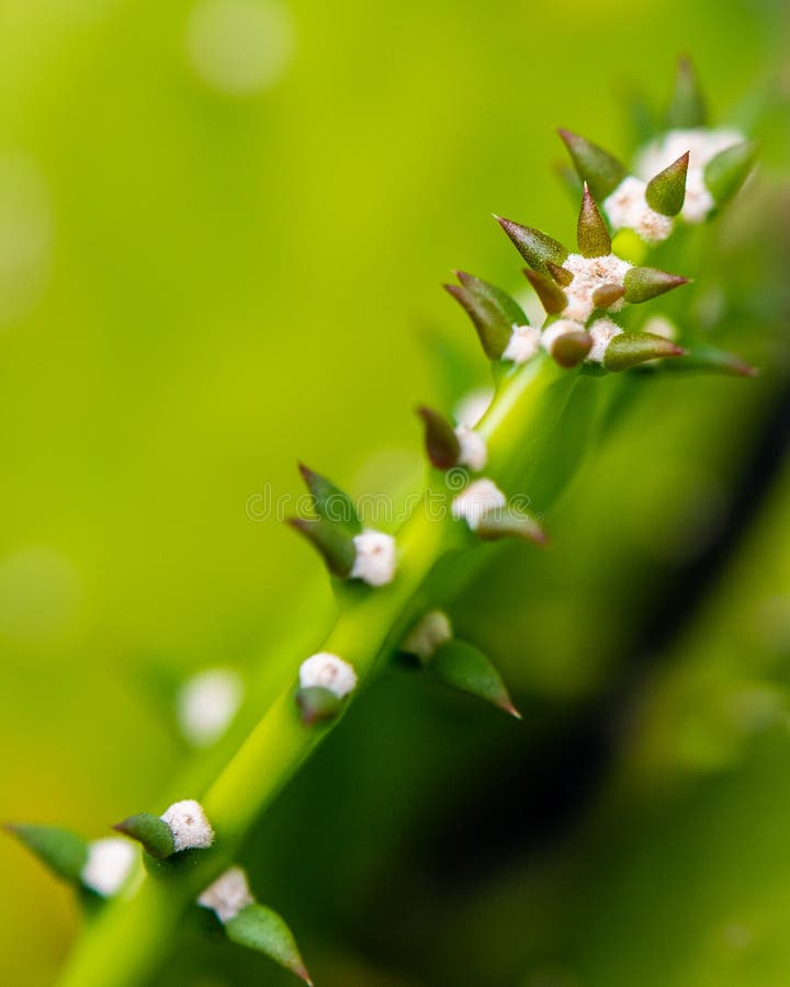 Macro Side-view of Succulent with Prickly Nubs Stock Photo - Image of ...