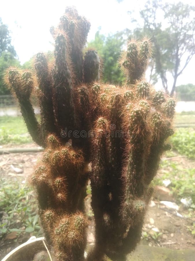 Prickly mini cactus stock photo. Image of plant, flora - 261748220