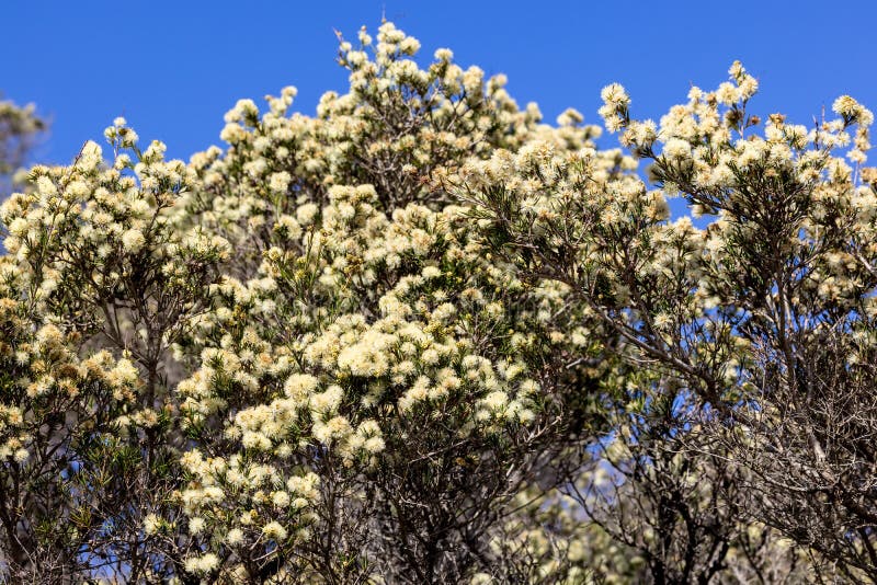Prickly Moses wattle stock image. Image of prickly, tree - 258835583