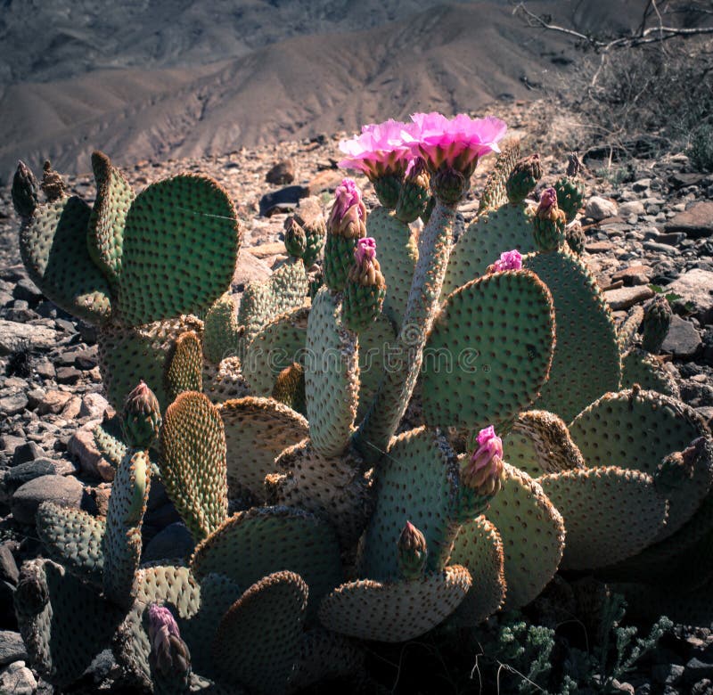 Prickly Pear Blooms in Death Valley Stock Photo - Image of arid ...