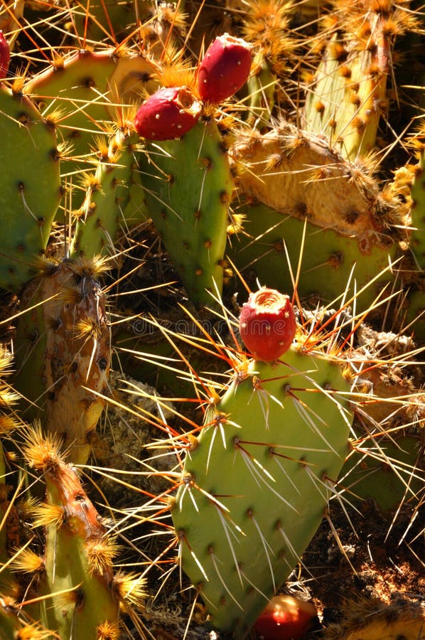 14+ Ecological pear Free Stock Photos - StockFreeImages