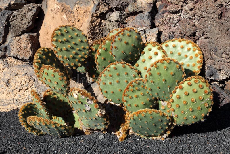 Prickly pear cactus stock photo. Image of green, plant - 22661384