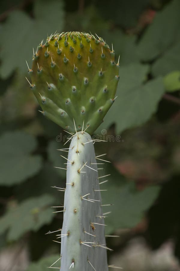 Prickly pear cactus stock photo. Image of micky, cactus - 42449980
