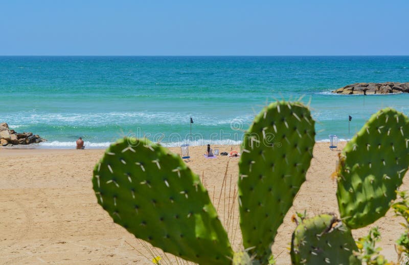 Cactus on the Beach in Lima, Peru Stock Image - Image of holidays ...