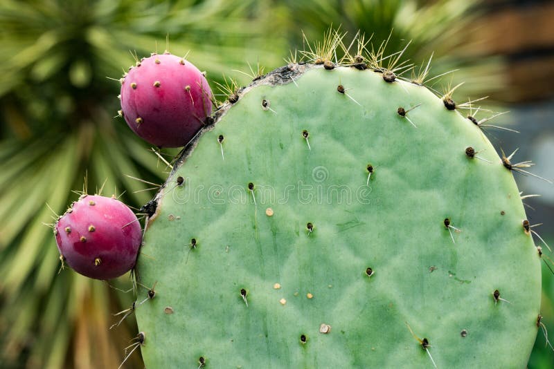 Prickly Pear Cactus Close Up with Fruit in Red Color, Cactus Spi Stock ...