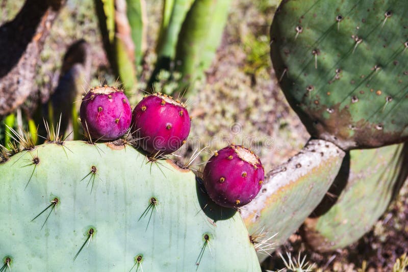 Prickly Pear Cactus Close Up with Fruit in Red Color Stock Image ...