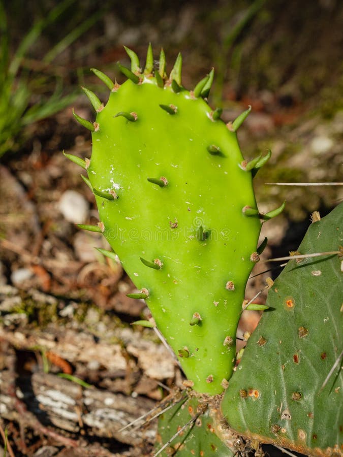 Prickly Pear Cactus stock photo. Image of growth, environment - 328406168