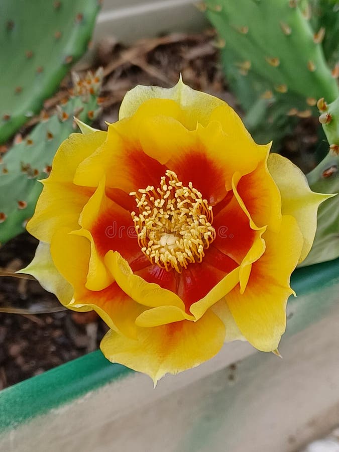 Prickly pear cactus flower stock image. Image of inflorescence - 218466011