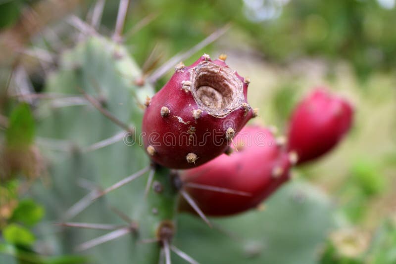 Prickly Pear Cactus Fruit Close Up. Stock Image - Image of green ...