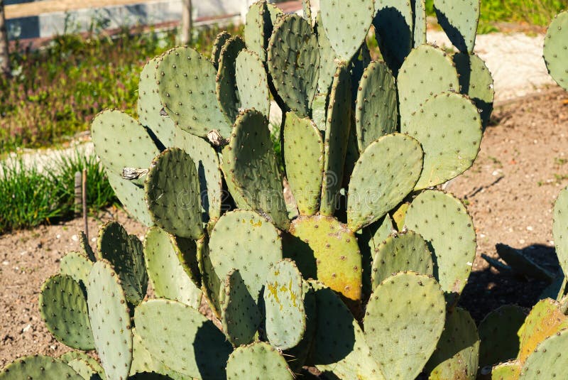 A Prickly Pear Cactus in a Garden. Stock Image - Image of prickly ...