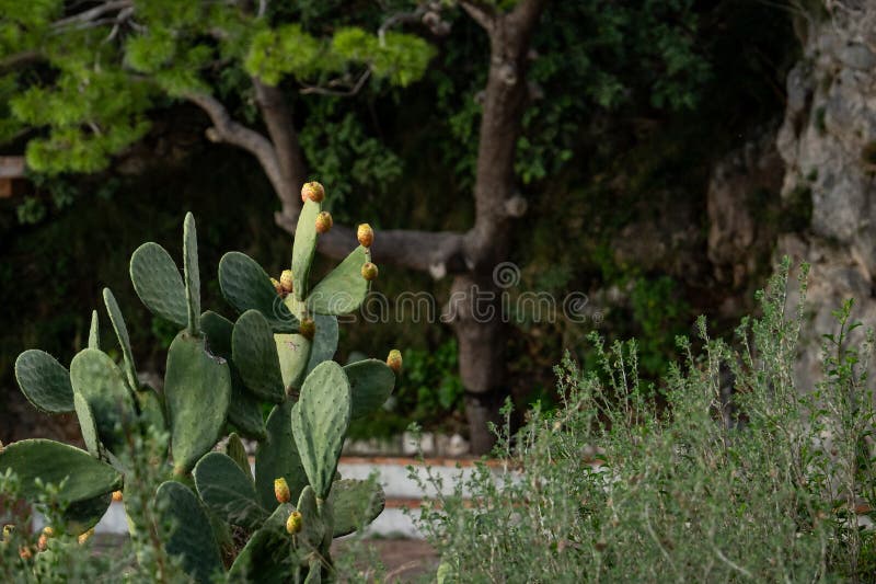 Prickly Pear Cactus from Gardens of Augustus in Capri, Italy Stock ...