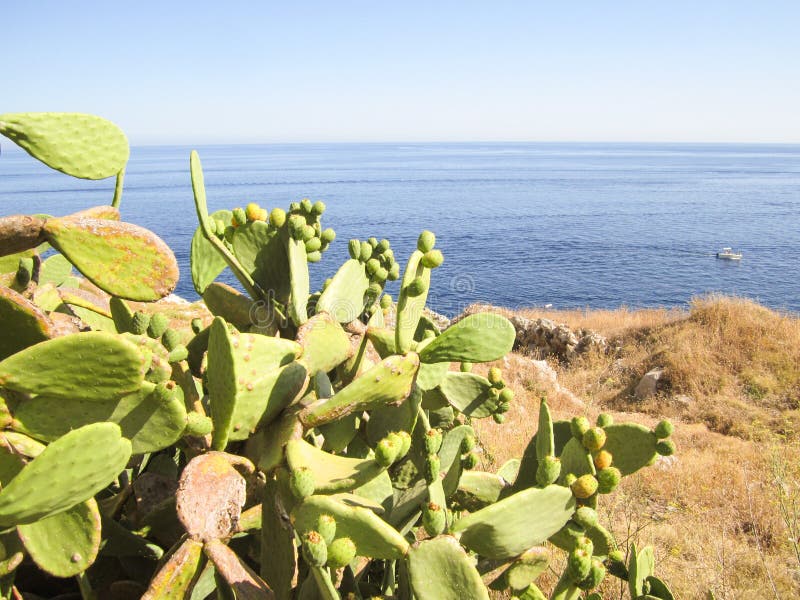 Prickly Pear Cactus on Mediterranean Sea Stock Photo - Image of heat ...