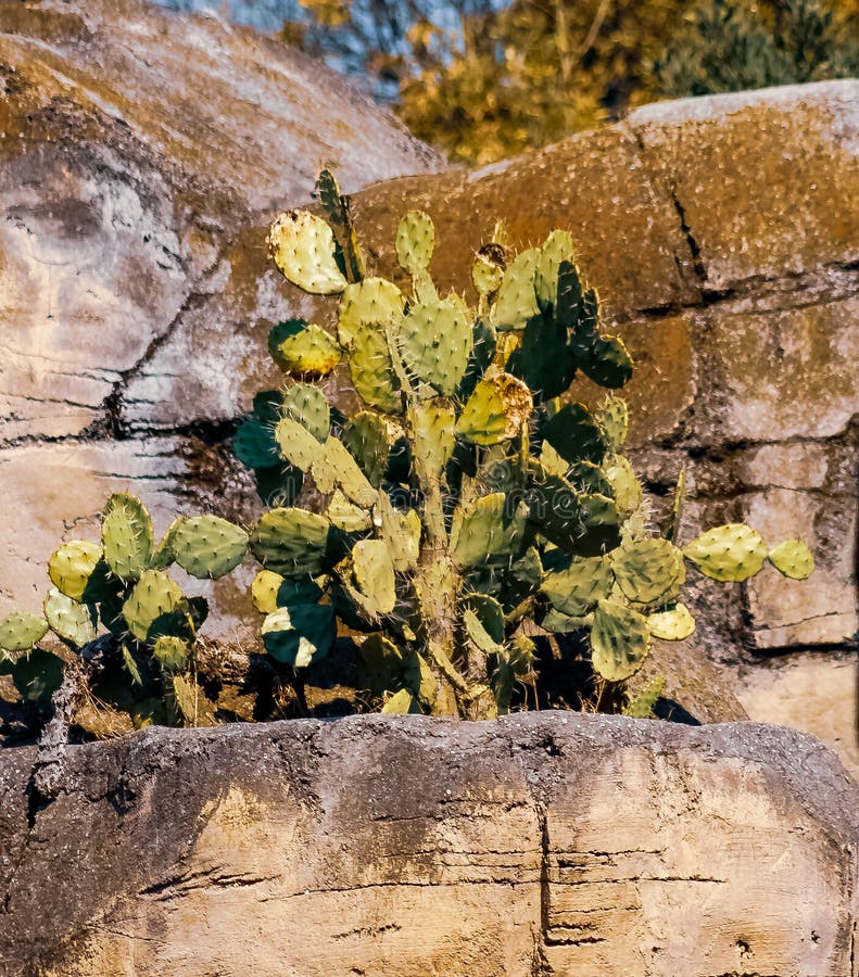 Prickly Pear Cactus, Nopal, Growing in Rocks Stock Photo - Image of ...
