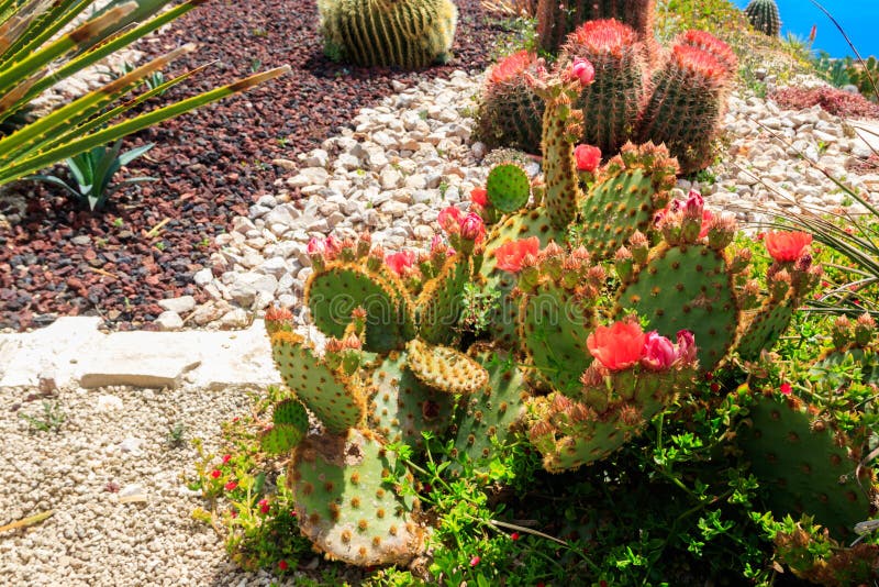 Prickly Pear Cactus (Opuntia) with Red Flowers Stock Image - Image of ...