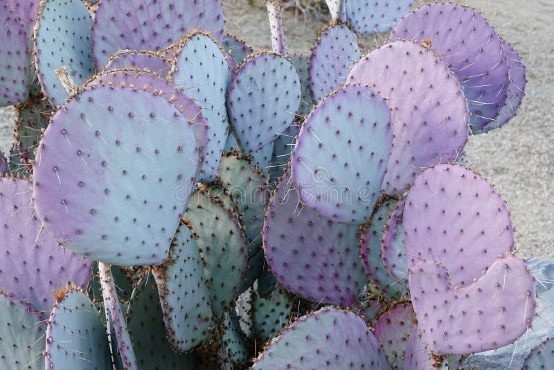 Prickly Pear Cactus, Pastel Colors Stock Image - Image of flowering ...