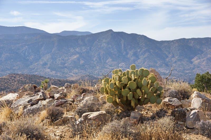 Prickly Pear Cactus stock image. Image of arid, nature - 166542361