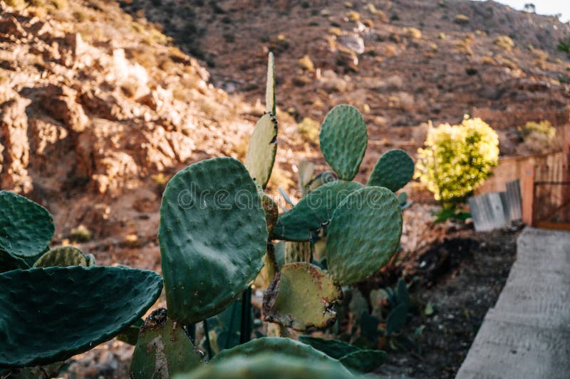 Targua Stock Photos - Free & Royalty-Free Stock Photos from Dreamstime