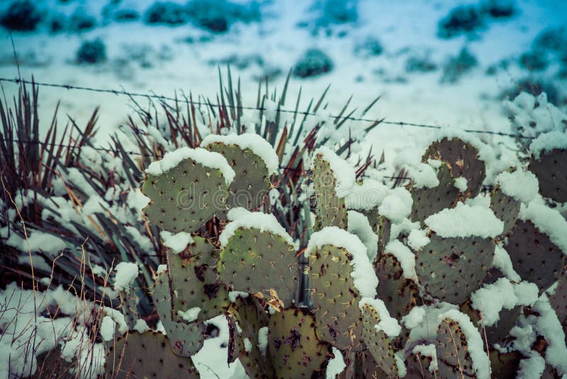 Prickly Pear Cactus in Snow Stock Photo - Image of empty, alpine: 140995962