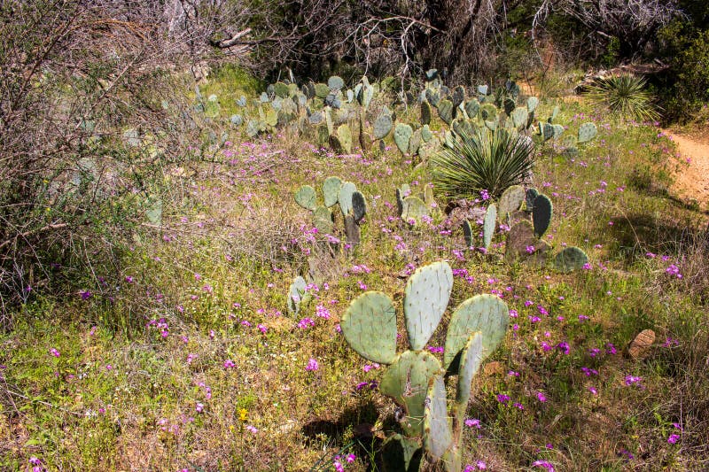 Prickly Pear Cactus and Spring Flowers - Texas Hill Country Stock Photo ...