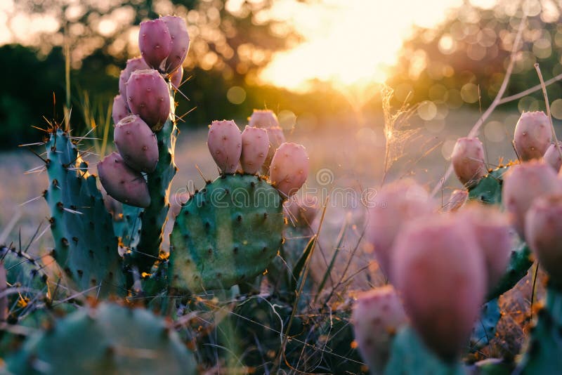 Prickly Pear Cactus during Sunset Stock Photo - Image of sharp ...