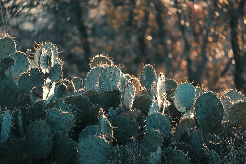 Prickly Pear Cactus in Sunset Light Stock Photo - Image of pear, cacti ...