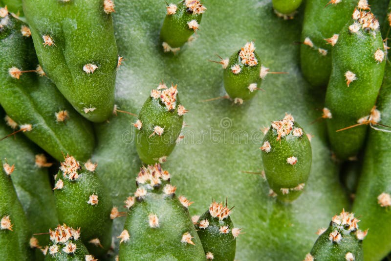 Prickly Pear Cactus Texture Stock Photo - Image of exoticism, frame ...