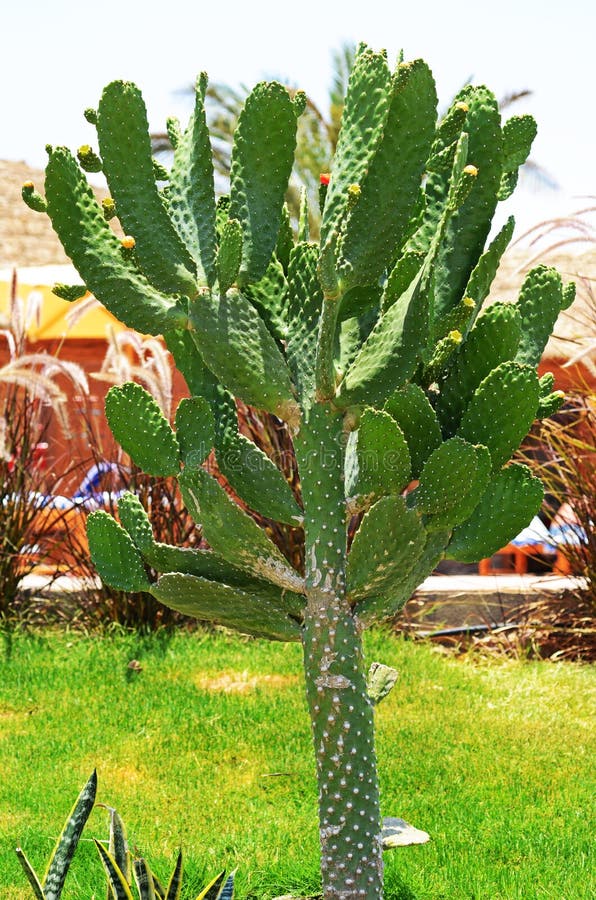 A Prickly Pear cactus tree stock photo. Image of africa - 20683414