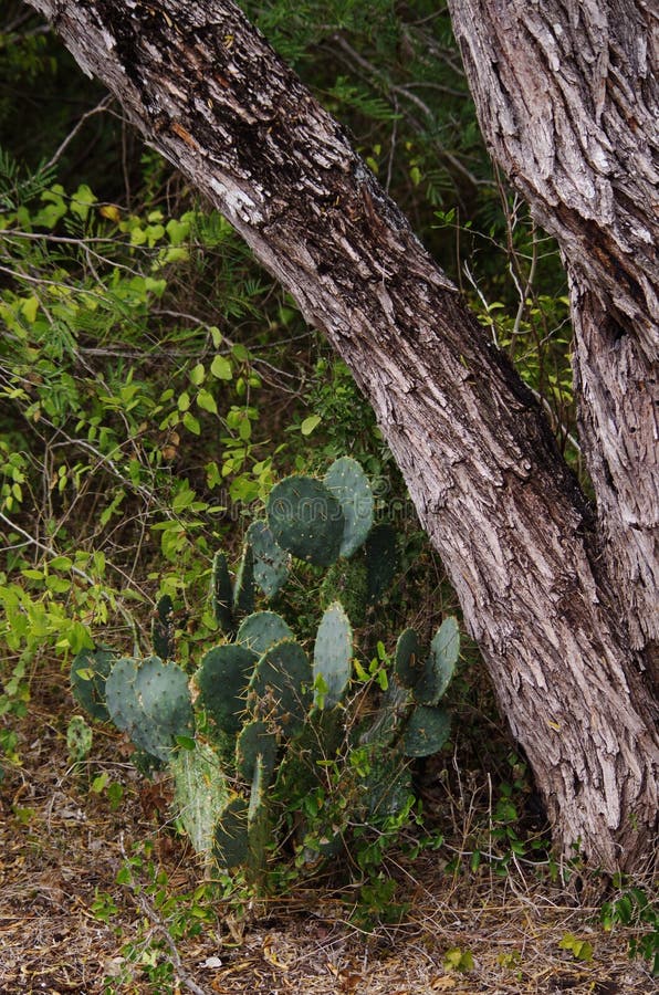Prickly Pear Cactus and Tree Trunk and Foliage Stock Photo - Image of ...