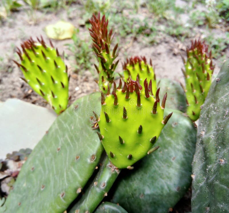 Prickly Pear Cactus Young Shoots Stock Photo - Image of succulent ...