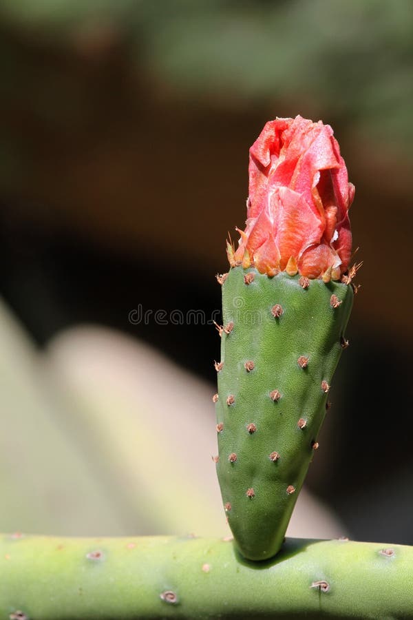 Prickly pear flower stock image. Image of africa, maghreb - 31075661